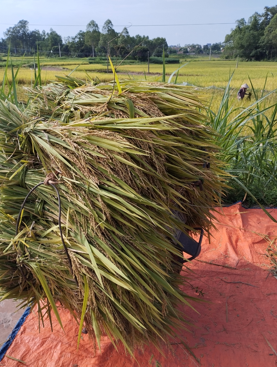 Lúa vàng đâu phải vội vàng Mít ơi?! | Viết bởi Mig cường kích!