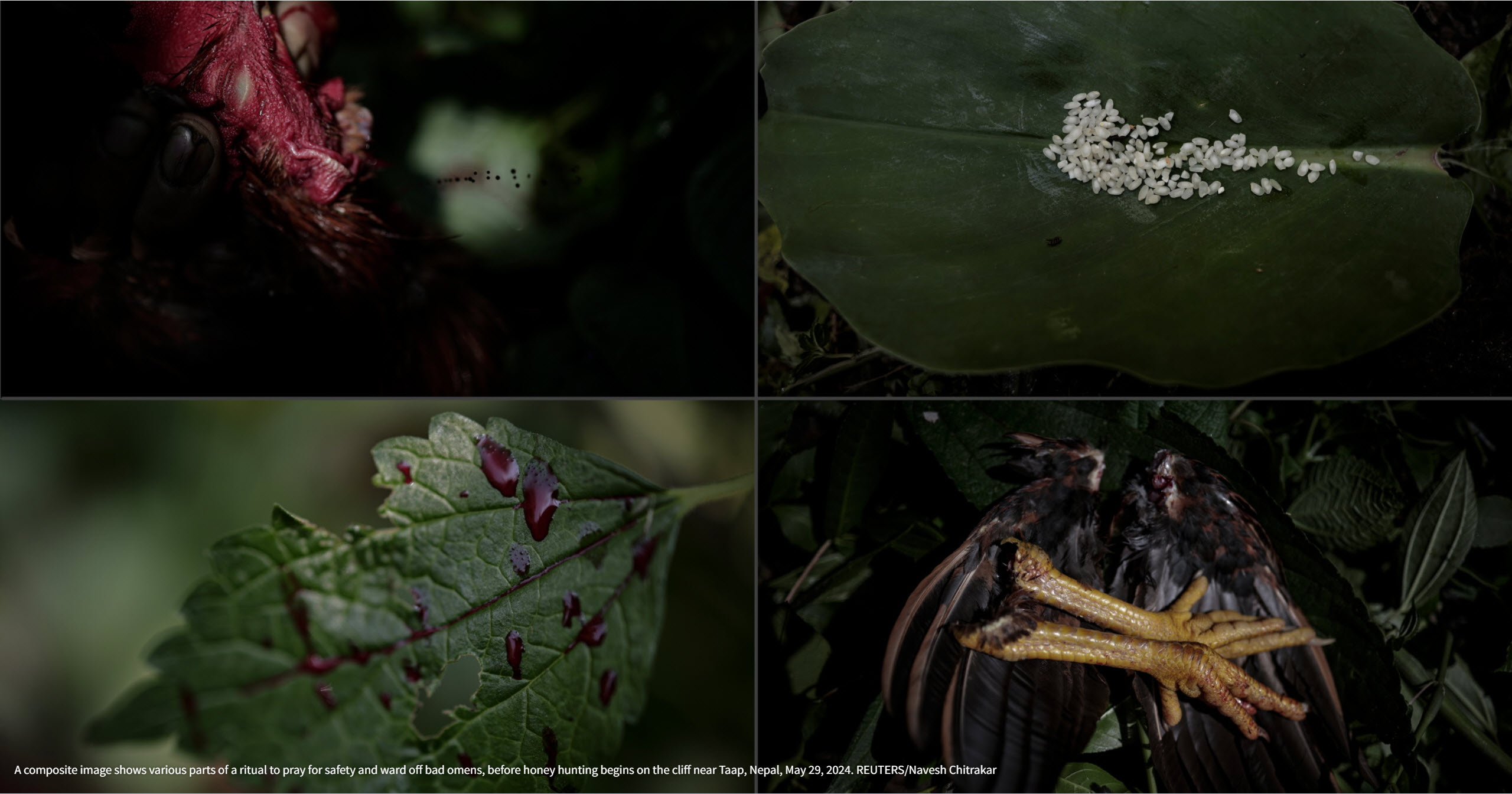 Ảnh: Nghề hái tổ ong rừng ở dãy Himalaya, Nepal, leo cao 50m lấy mật ...