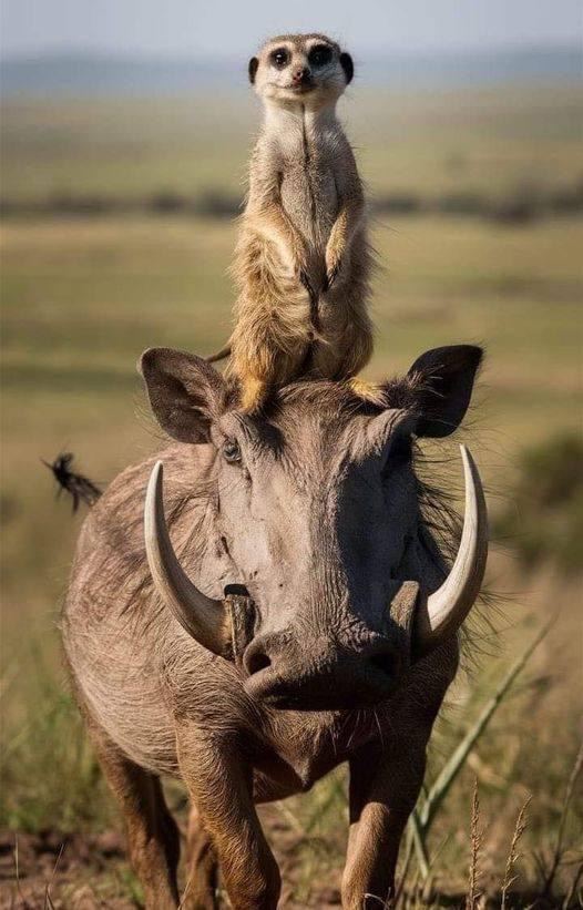 Kính thưa quý ông quý bà chúng tôi xin trơ trẽn giới thiệu… Timon và ...